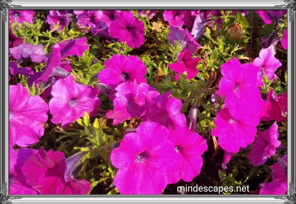 Vibrant Flowery Poem – mindescapes.net – Art Works by Jim Sponseller